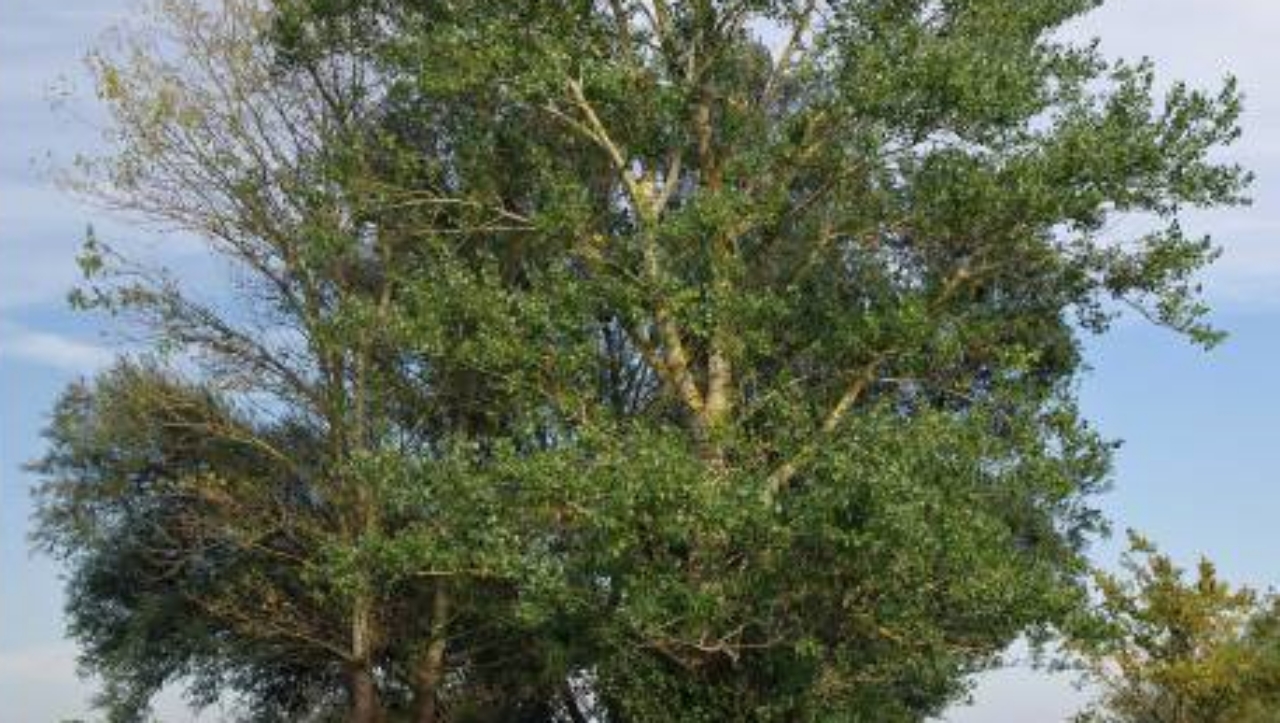 Choupo negro - Céu Nossa Senhora da Conceição