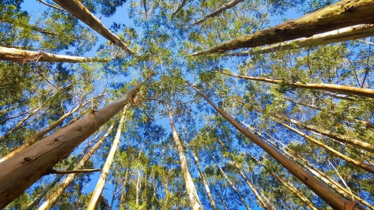 Eucalipto - Céu Nossa Senhora da Conceição