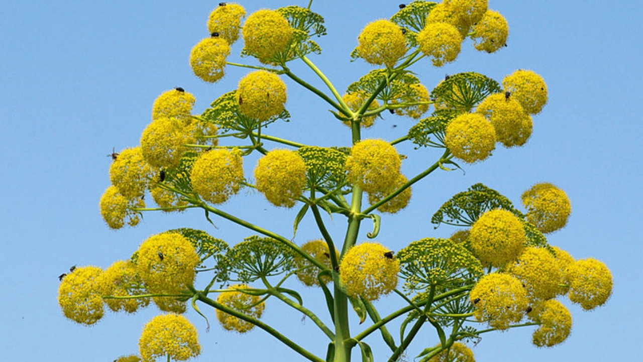 Ferula assafoetida - Céu Nossa Senhora da Conceição