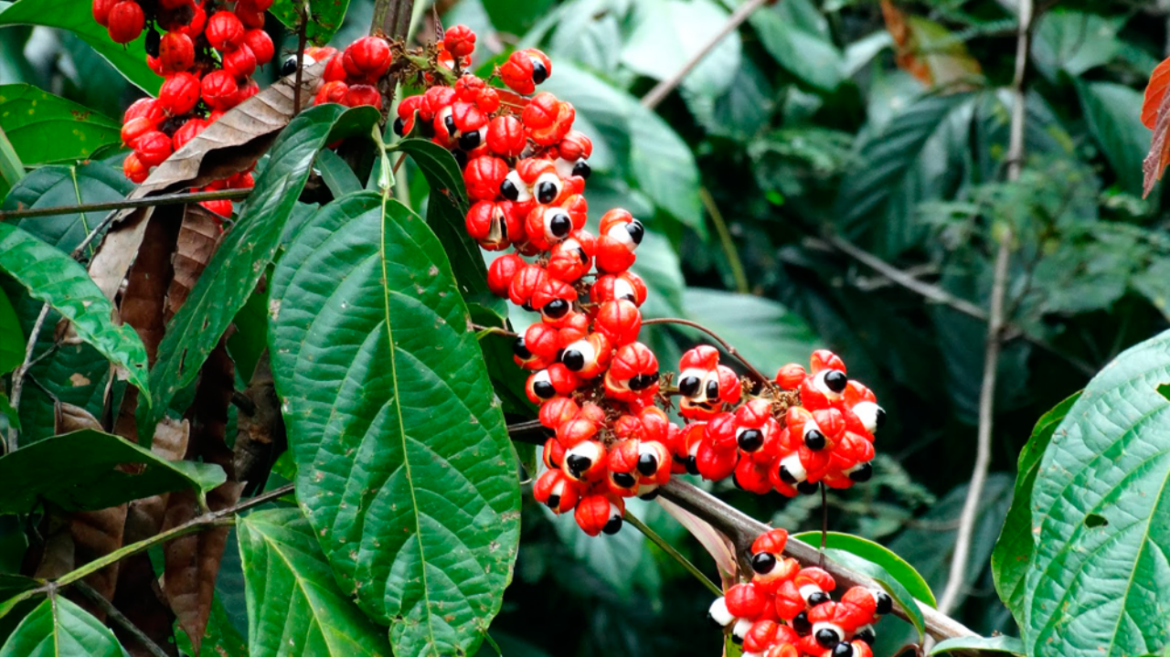 Guaraná - Céu Nossa Senhora da Conceição