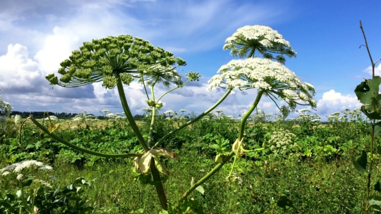 Heracleum - Céu Nossa Senhora da Conceição