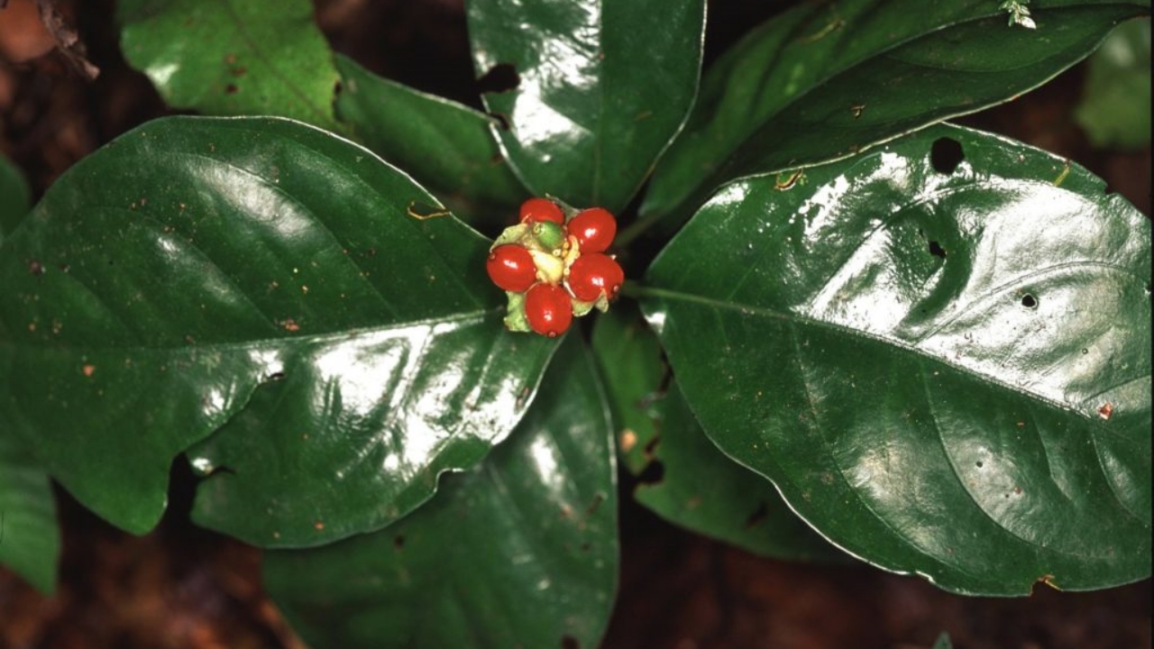 Ipeca, ipecacuanha - Céu Nossa Senhora da Conceição