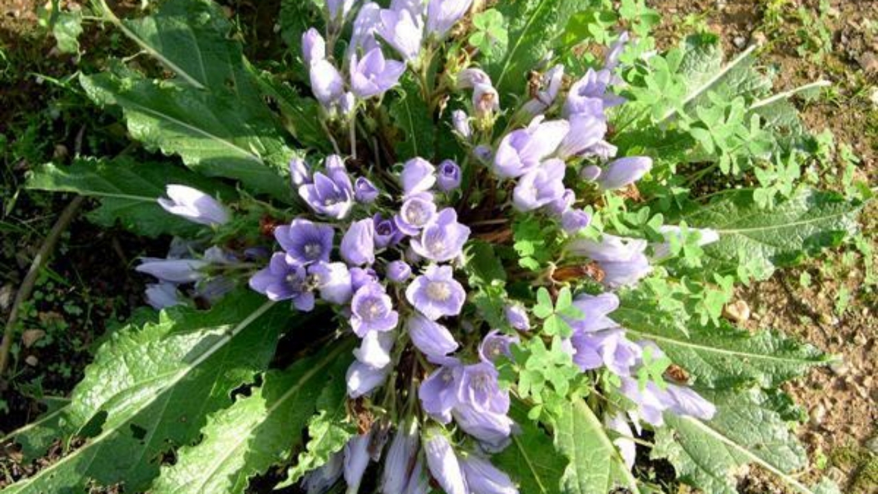 Mandrágora - Céu Nossa Senhora da Conceição