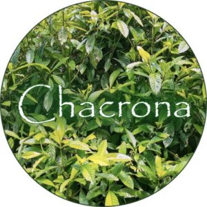 Chacrona - Psychotria Viridis - Céu Nossa Senhora da Conceição
