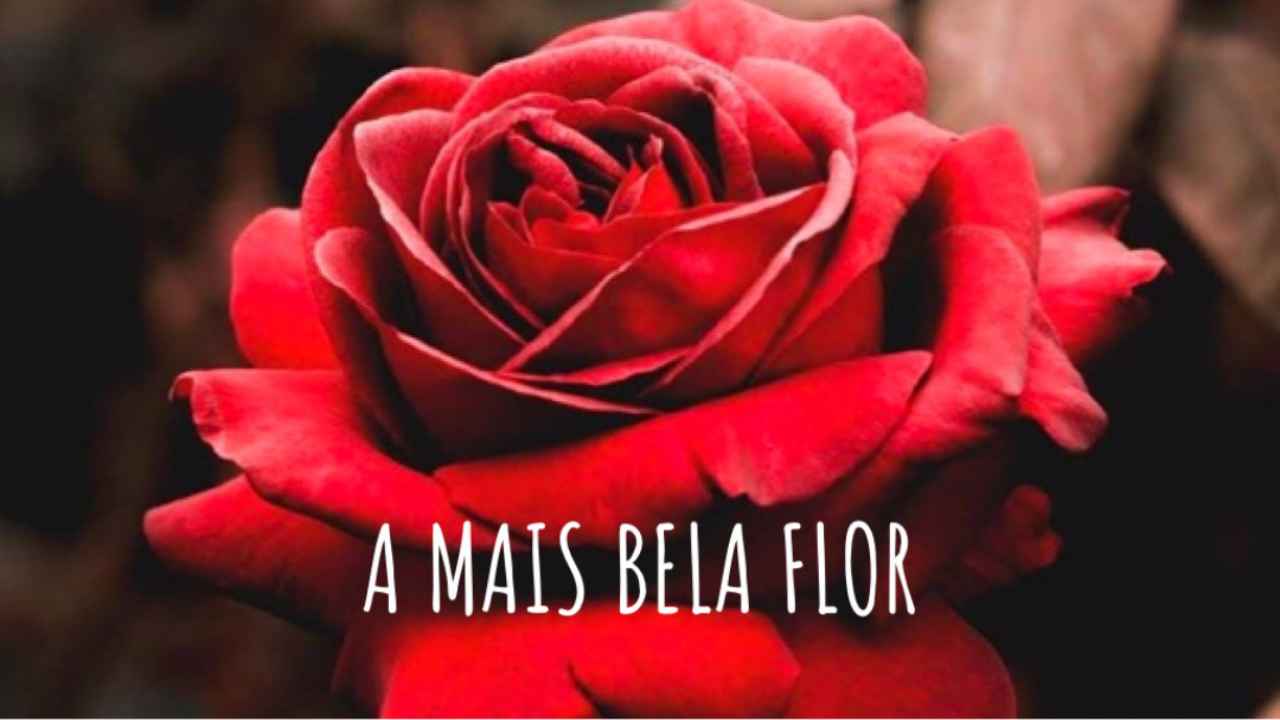 A Mais Bela Flor - Céu Nossa Senhora da Conceição