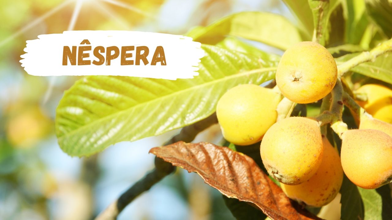 Nêspera - Céu Nossa Senhora da Conceição